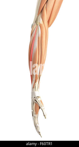 medically accurate illustration of the extensor digiti minimi Stock ...