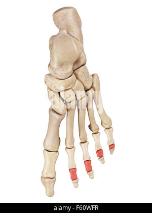 Middle phalanx foot bones anatomy for medical Concept 3D illustration ...