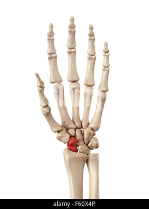 Human Skeleton Scaphoid Anatomy 3D Illustration Stock Photo - Alamy