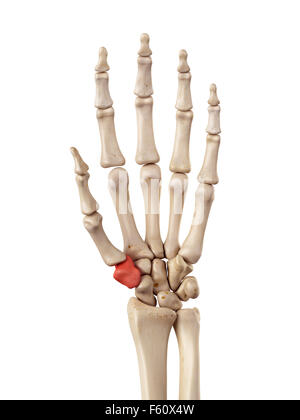 Human skeleton trapezium bone anatomy 3D illustration Stock Photo - Alamy