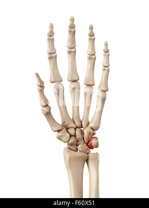 medical accurate illustration of the triquetrum bone Stock Photo - Alamy