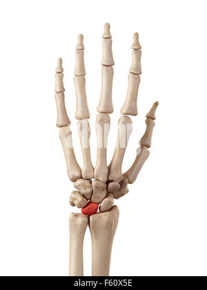 medical accurate illustration of the lunate bone Stock Photo - Alamy