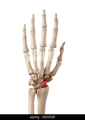 Human Skeleton Scaphoid Anatomy 3D Illustration Stock Photo - Alamy