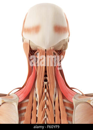 Levator scapularis muscle, illustration Stock Photo - Alamy