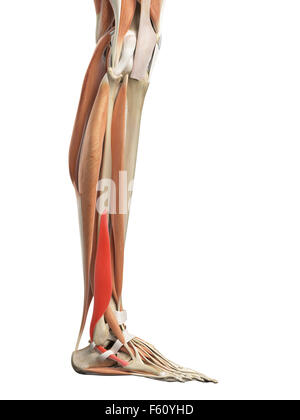 Peroneus brevis muscle, illustration Stock Photo - Alamy