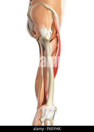 Sartorius muscle, illustration Stock Photo - Alamy