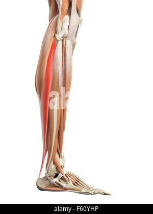 Soleus muscle, illustration Stock Photo - Alamy