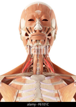 Anterior scalene muscle, illustration Stock Photo - Alamy