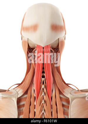 medically accurate illustration of the semispinalis capitis Stock Photo ...