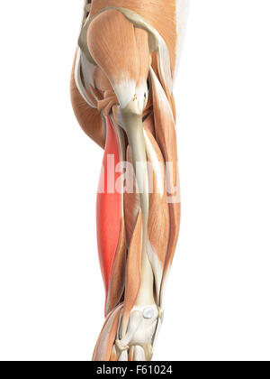 Semitendinosus muscle, illustration Stock Photo - Alamy