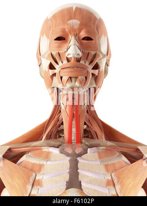 Illustration of the sternohyoid muscle Stock Photo - Alamy