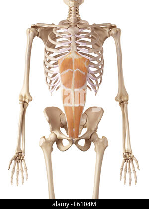 Rectus abdominis muscle, illustration Stock Photo - Alamy