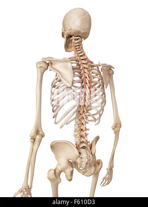 Rotatores muscle, illustration Stock Photo - Alamy