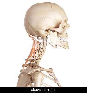 Semispinalis capitis muscle, illustration Stock Photo - Alamy