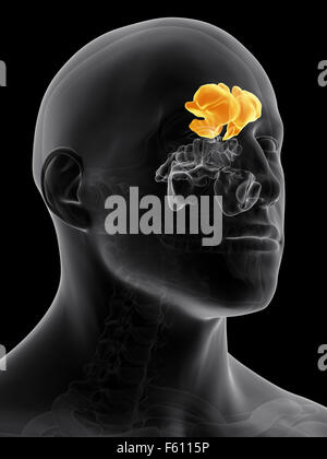medically accurate illustration of the frontal sinus Stock Photo - Alamy