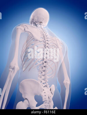 Skeletal back, illustration Stock Photo - Alamy