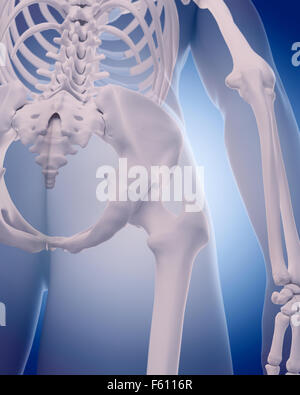 Male pelvis bones, artwork Stock Photo - Alamy