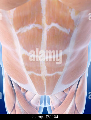 Anatomy of human abdominal muscles Stock Photo - Alamy