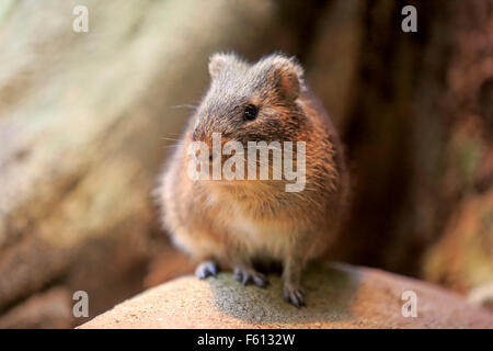 Greater guinea pig, (Cavia magna), adult, South America Stock Photo - Alamy