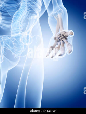 Human hand anatomy. Medically accurate 3D illustration Stock Photo - Alamy