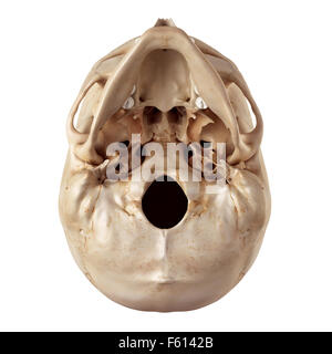 medical accurate illustration of the human skull Stock Photo - Alamy