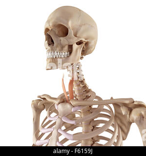 Sternothyroid muscle, illustration Stock Photo - Alamy