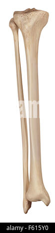 medically accurate illustration of the lower leg bones Stock Photo - Alamy