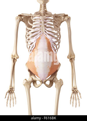 Medical anatomy muscle illustration of the rectus abdominis. 3d ...