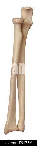 Human ulna (arm) bone, illustration Stock Photo - Alamy