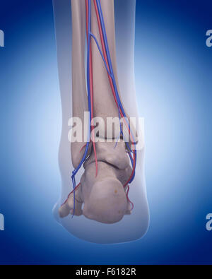 The blood supply of the foot Stock Photo - Alamy