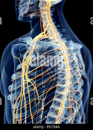 The nerves of the shoulder Stock Photo - Alamy