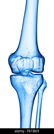 medically accurate illustration of the skeletal knee Stock Photo - Alamy