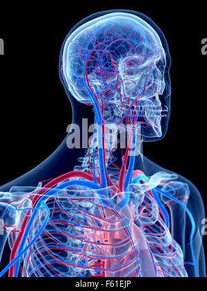 the human vascular system - the neck Stock Photo - Alamy