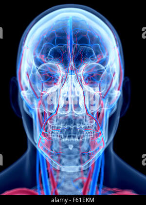 the human vascular system - the neck Stock Photo - Alamy
