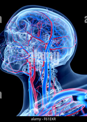 the human vascular system - the neck Stock Photo - Alamy