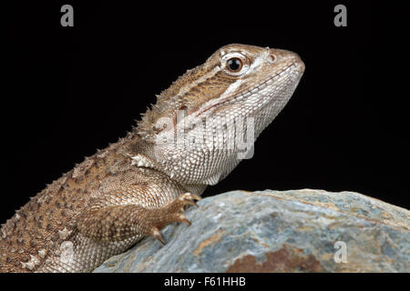 Rankins Dragon Lizard (Pogona henrylawsoni Stock Photo - Alamy