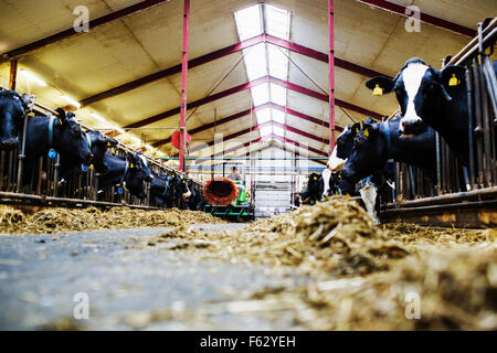 Farm worker on tractor with cows feeding at dairy farm Stock Photo ...