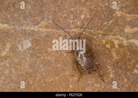 Spotted Mediterranean Cockroach, Ectobid cockroach (Ectobius pallidus ...