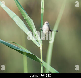 Graceful Prinia perched on blade of grass making warning calls, Bahrain ...
