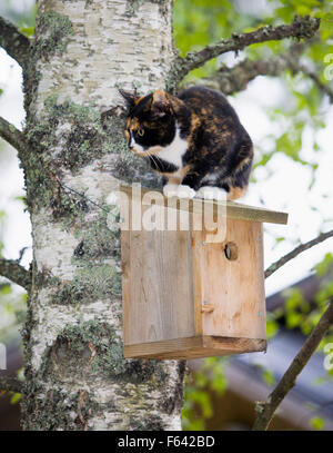 Cat on a nesting box Stock Photo - Alamy