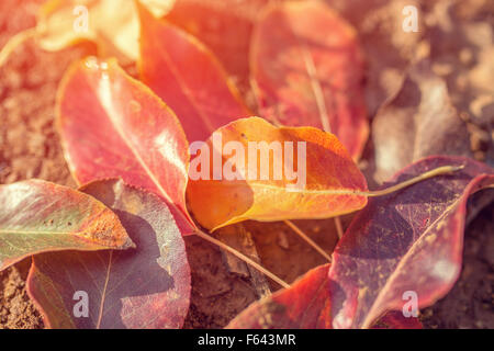 Background group autumn orange leaves Stock Photo - Alamy
