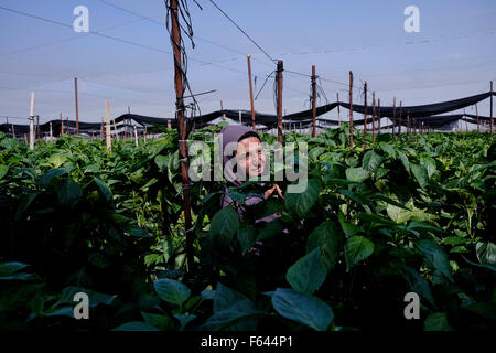 Palestinian farm worker at an Israeli owned greenhouse which grows bell ...