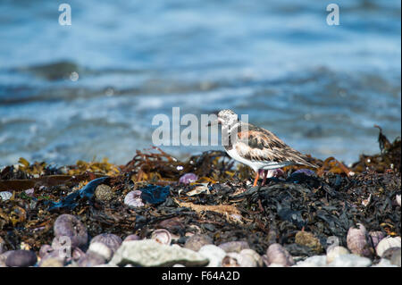 A closeup of a turnstone on the shore with the sea in the daylight in ...
