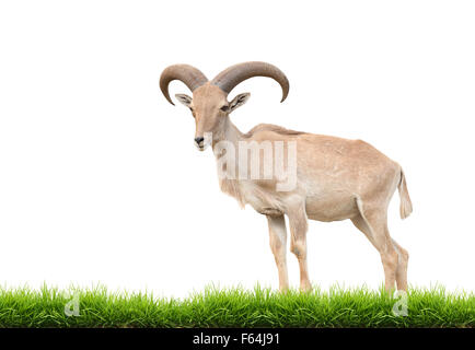male and female barbary sheep isolated on white background Stock Photo ...
