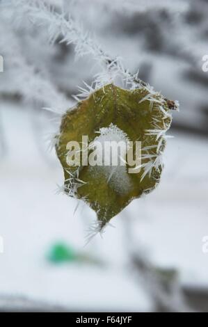 Harbin. 11th Nov, 2015. Photo taken on Nov. 11, 2015 shows rime-coverd ...