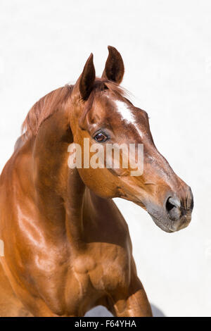 Rhenish Warmblood. Portrait of chestnut gelding against a white ...