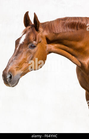 Rhenish Warmblood. Portrait of chestnut gelding against a white ...