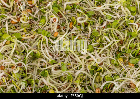 Close up of wheat germ background Stock Photo - Alamy