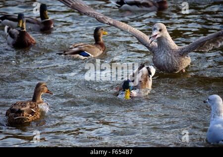 mallard ducks and seagulls fighting over food in pond Stock Photo - Alamy