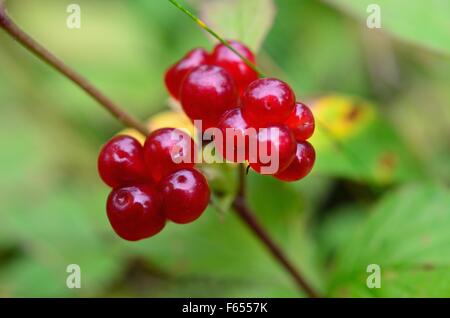 Beautiful Norwegian wild Stone Bramble berries in the summer sun macro ...